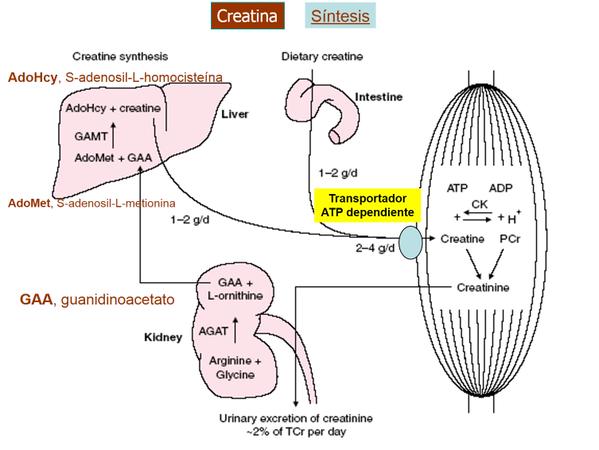 Creatina y rendimiento - Fisiología del Ejercicio