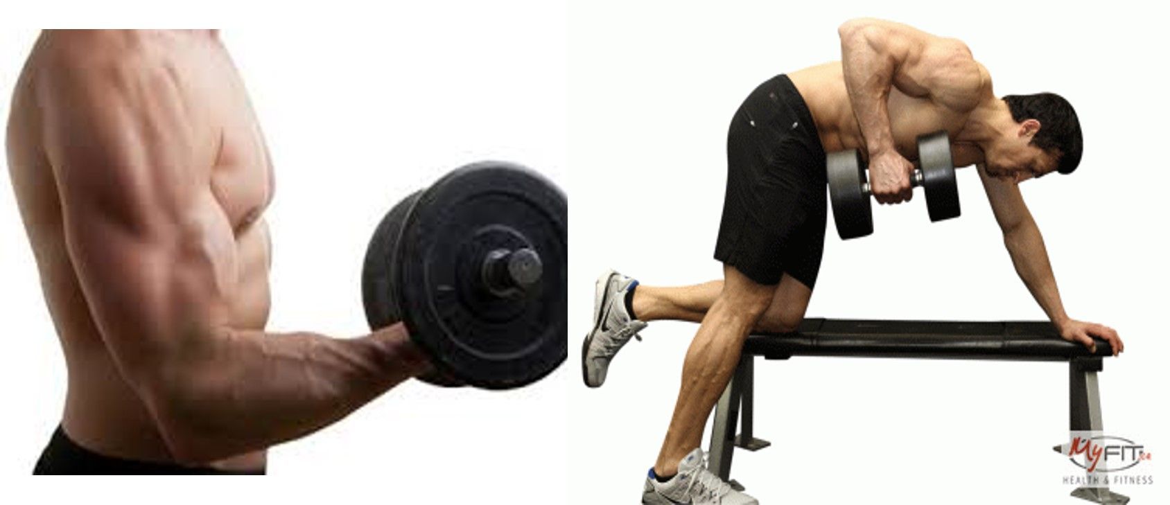 Ejercicio monoarticular vs multiarticular e hipertrofia muscular ...